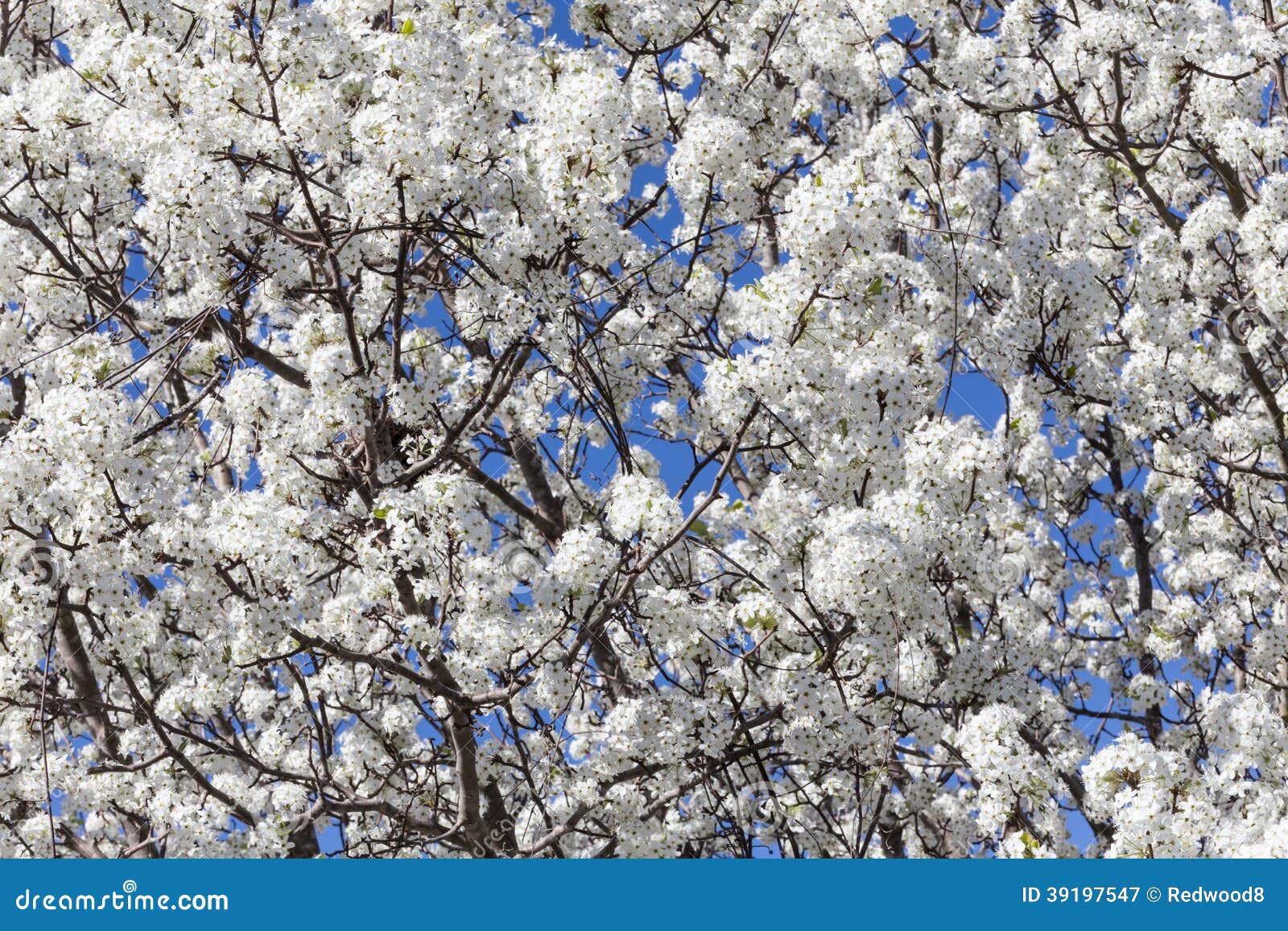 Pear Tree in Bloom stock image. Image of tree, design - 39197547