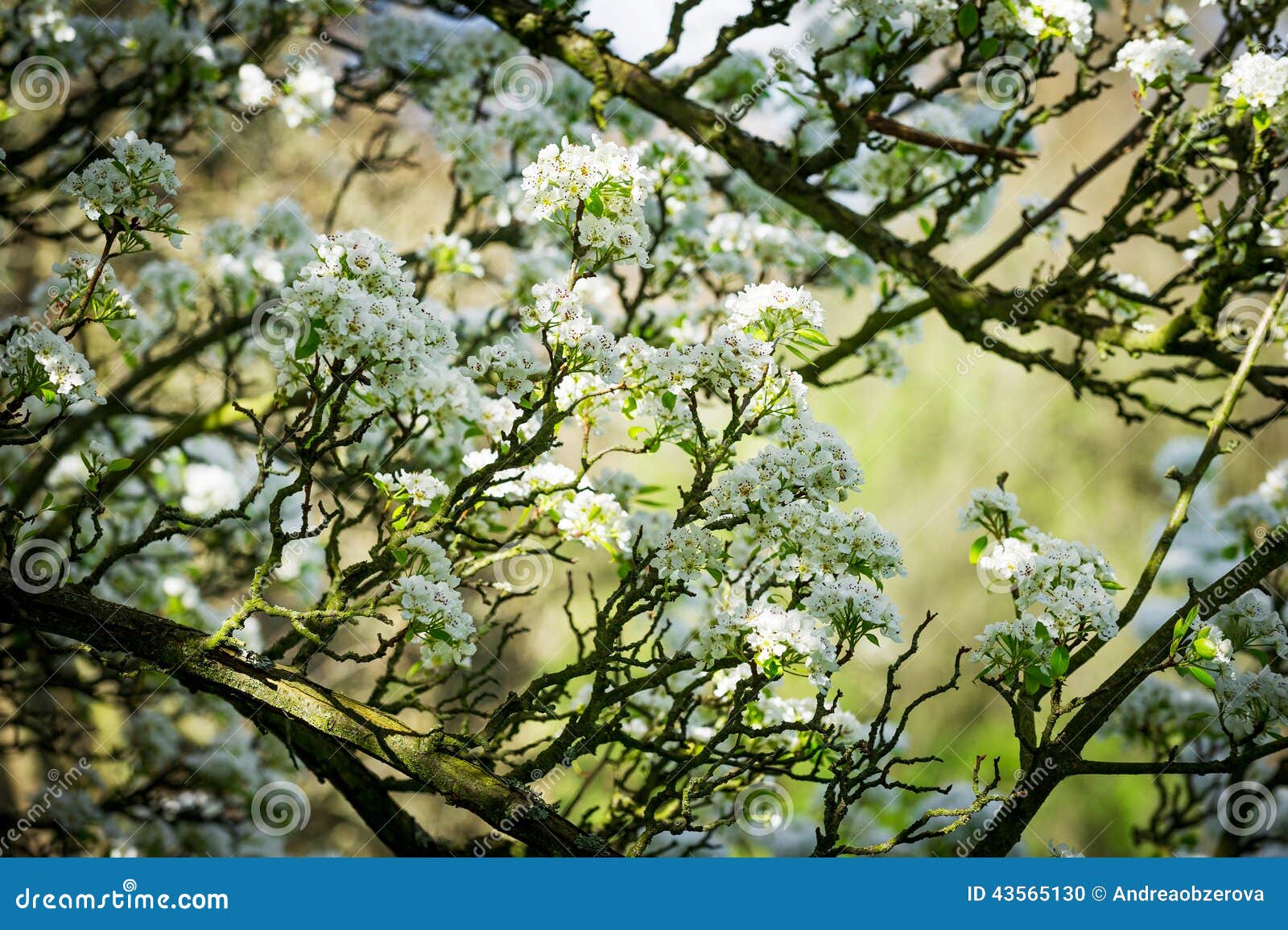 Pear tree in bloom stock photo. Image of beginning, horizontal - 43565130