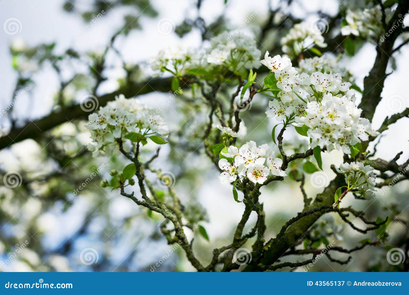 Pear tree in bloom stock image. Image of flora, cheerful - 43565137