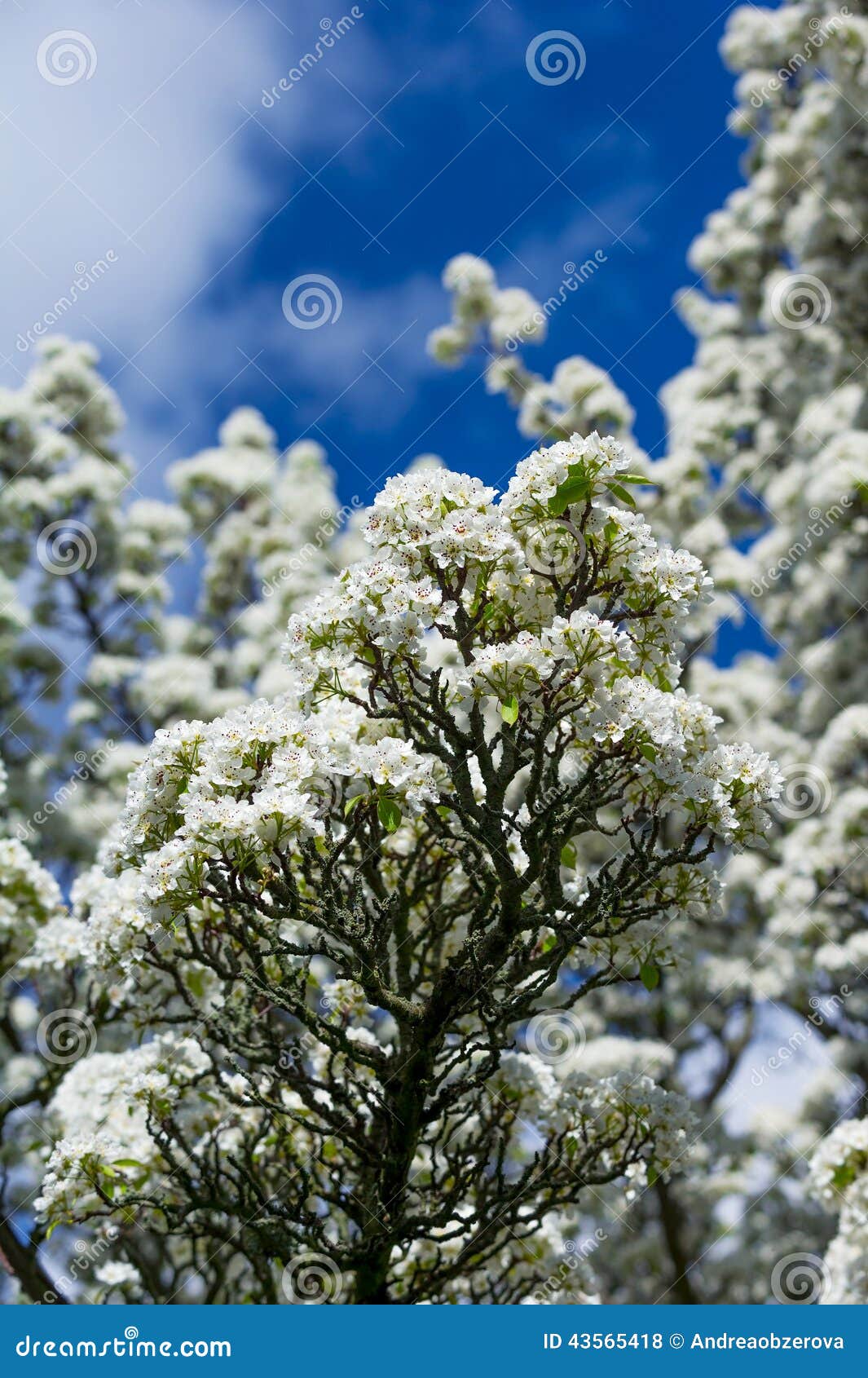 Pear tree in bloom stock photo. Image of landscape, cheerful - 43565418
