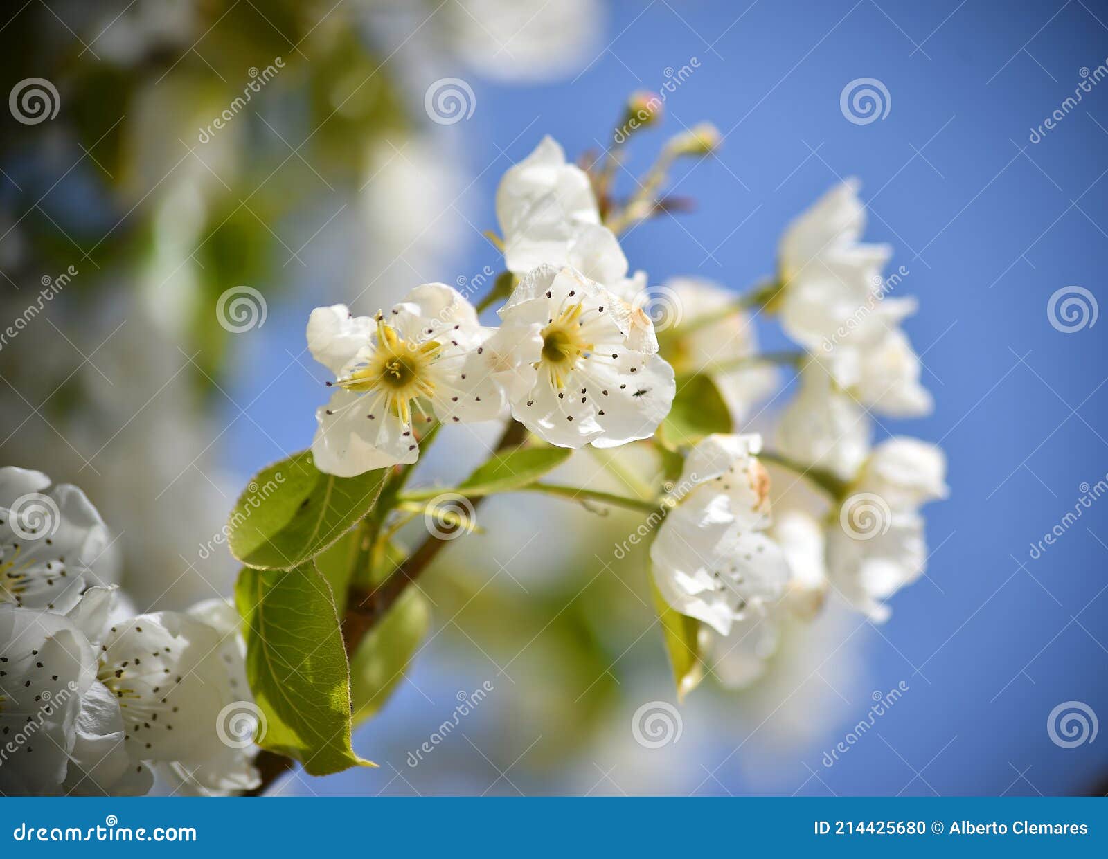 A Pear Tree in Bloom in Spring Stock Photo - Image of beautiful, leaf ...
