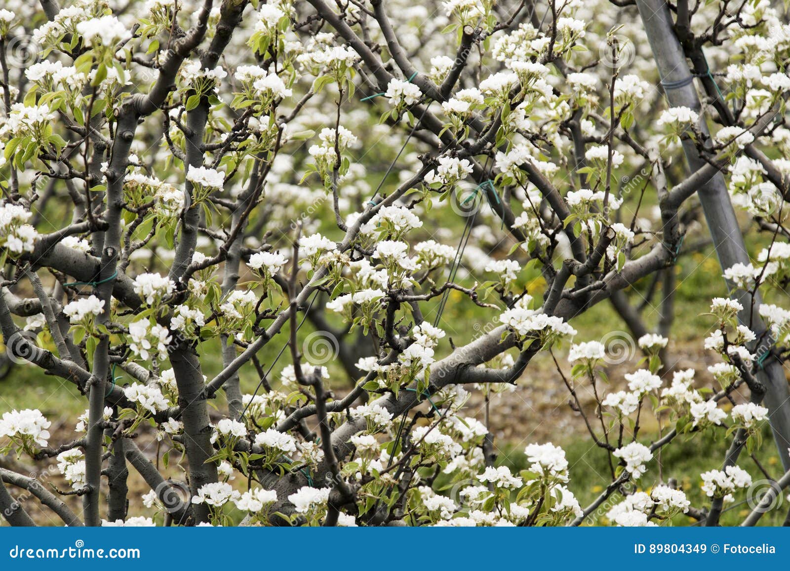 Pear tree in bloom stock image. Image of background, fresh - 89804349