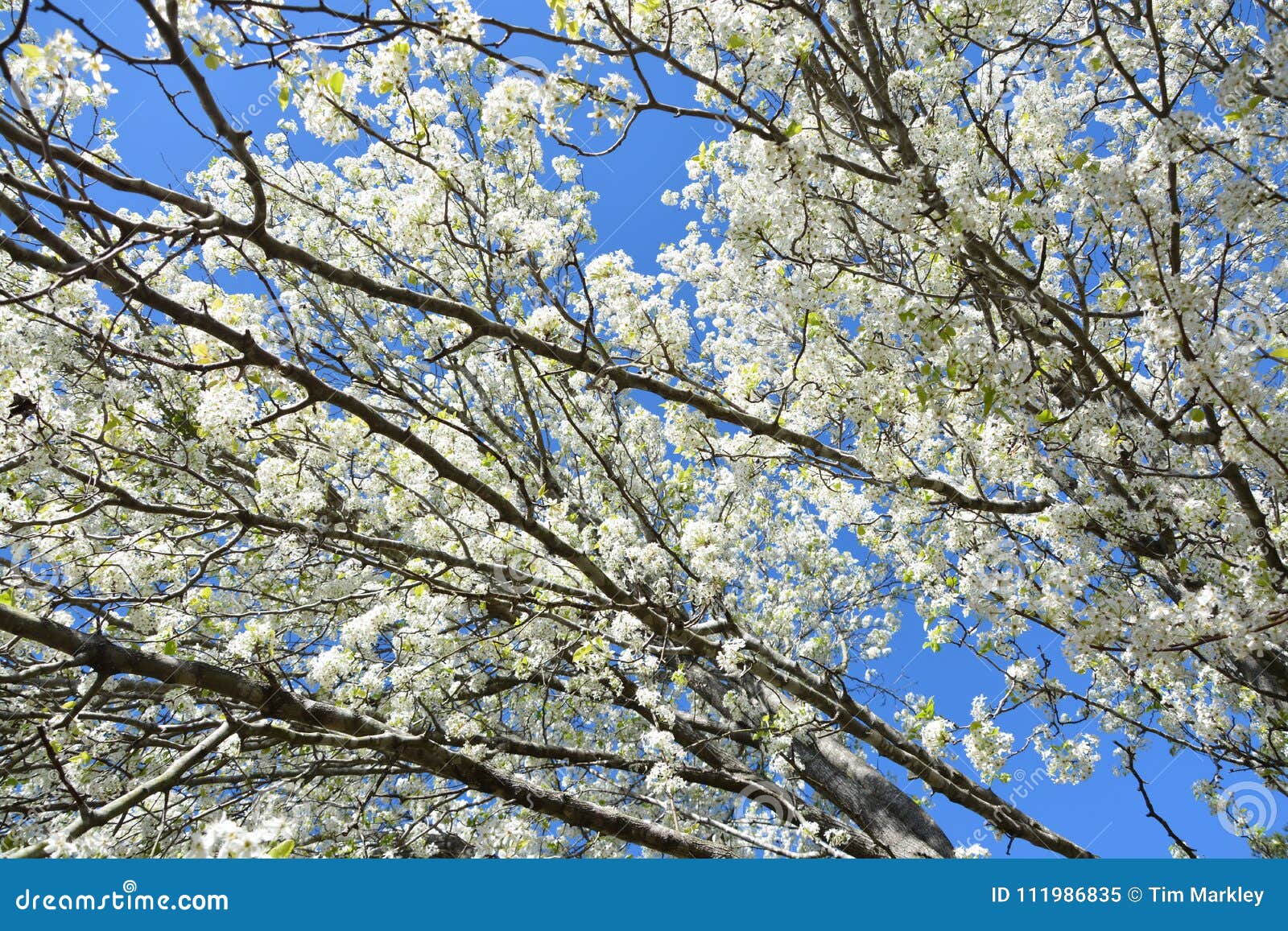 Pear Tree branches stock image. Image of street, landscape - 111986835