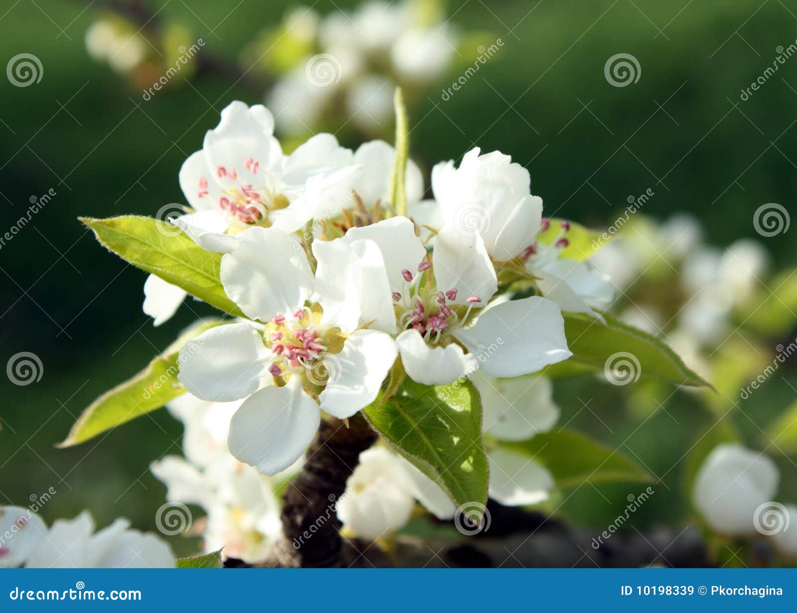 Pear tree blooming stock image. Image of leaf, blossom - 10198339