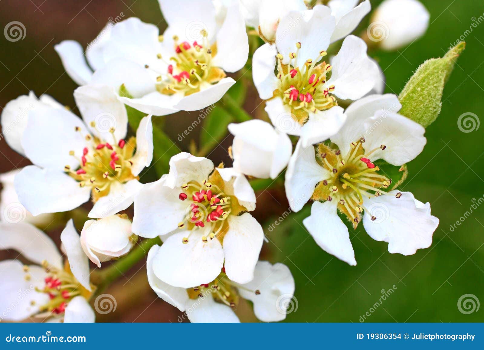 Pear tree blooming flowers stock photo. Image of leaf - 19306354