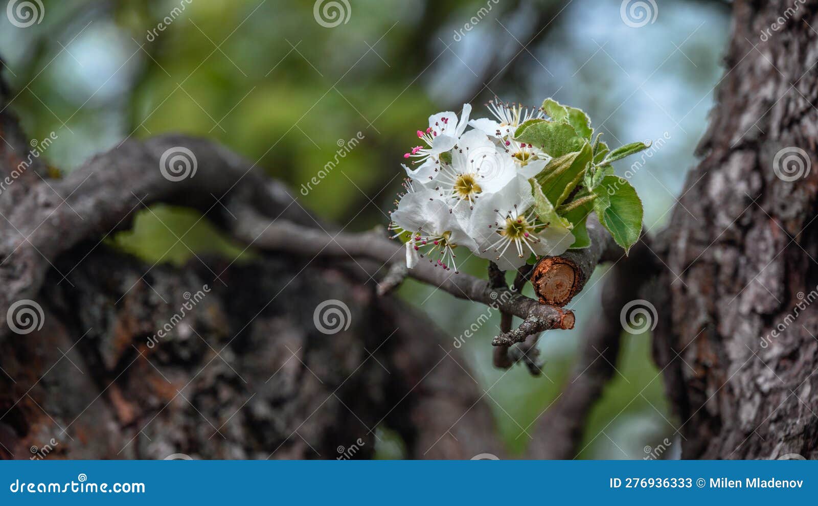Pear Tree Blooming in Spring Stock Image - Image of beauty, head: 276936333