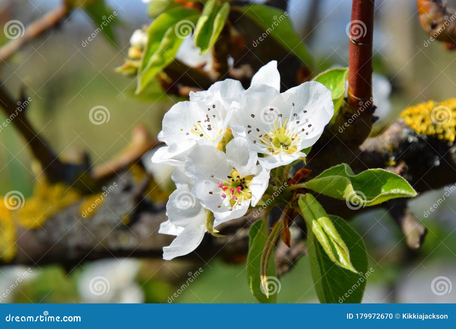 Pear Tree Blooming in Springtime Close Up Portrait Stock Photo - Image ...