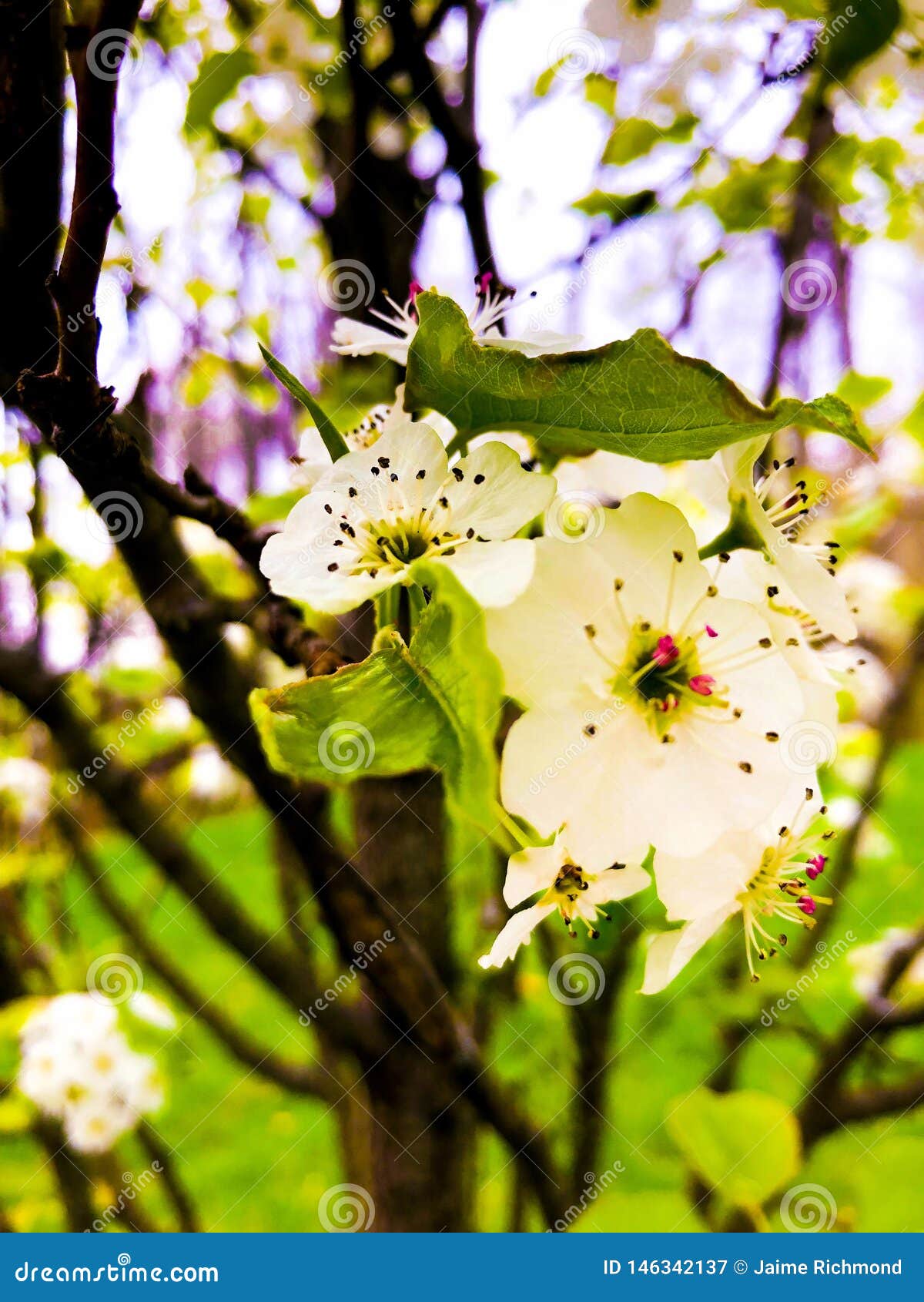 Pear tree blooms stock image. Image of colors, vibrant - 146342137