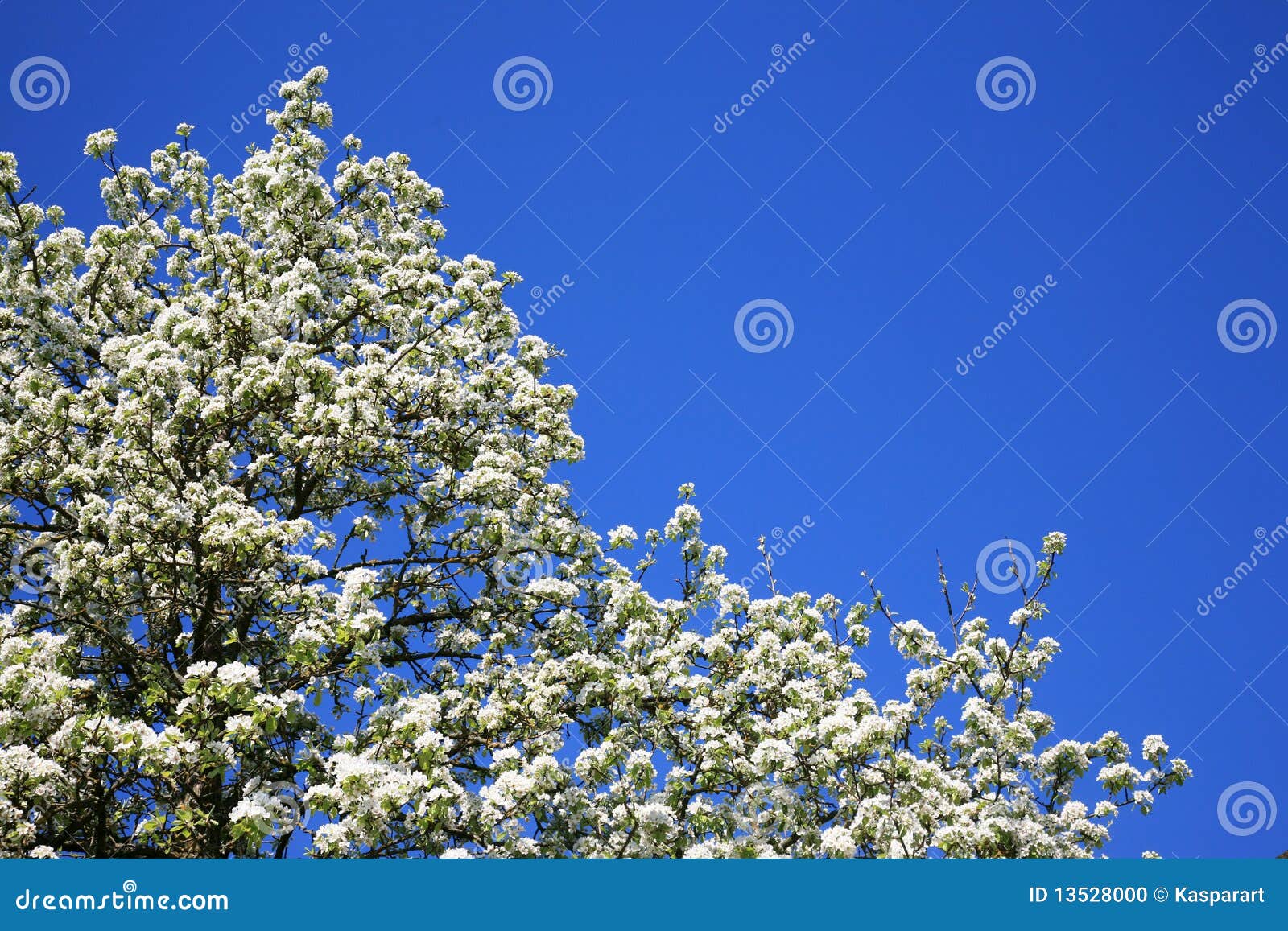 Pear tree blossom stock photo. Image of outdoors, space - 13528000