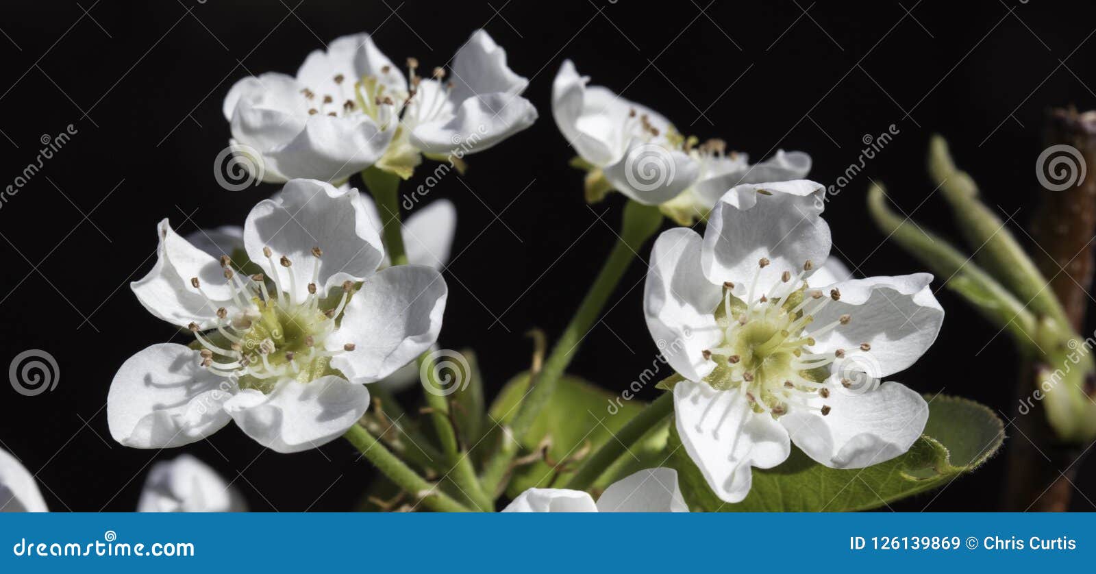 Pear Tree Blossom stock image. Image of spring, blooming - 126139869