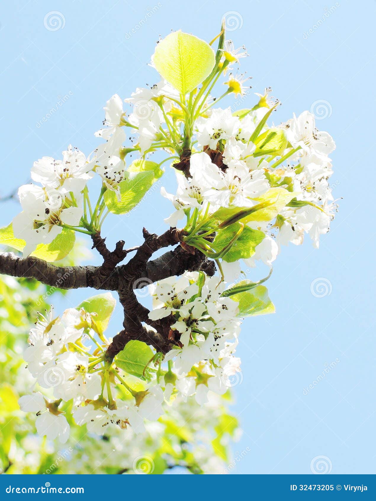 Pear tree blossom stock image. Image of pear, fragrant - 32473205