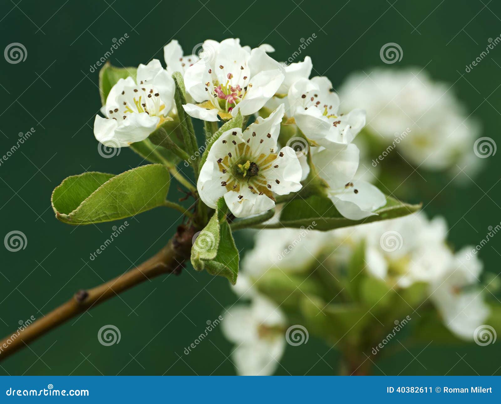 Pear tree in blossom stock image. Image of bloom, vegetation - 40382611