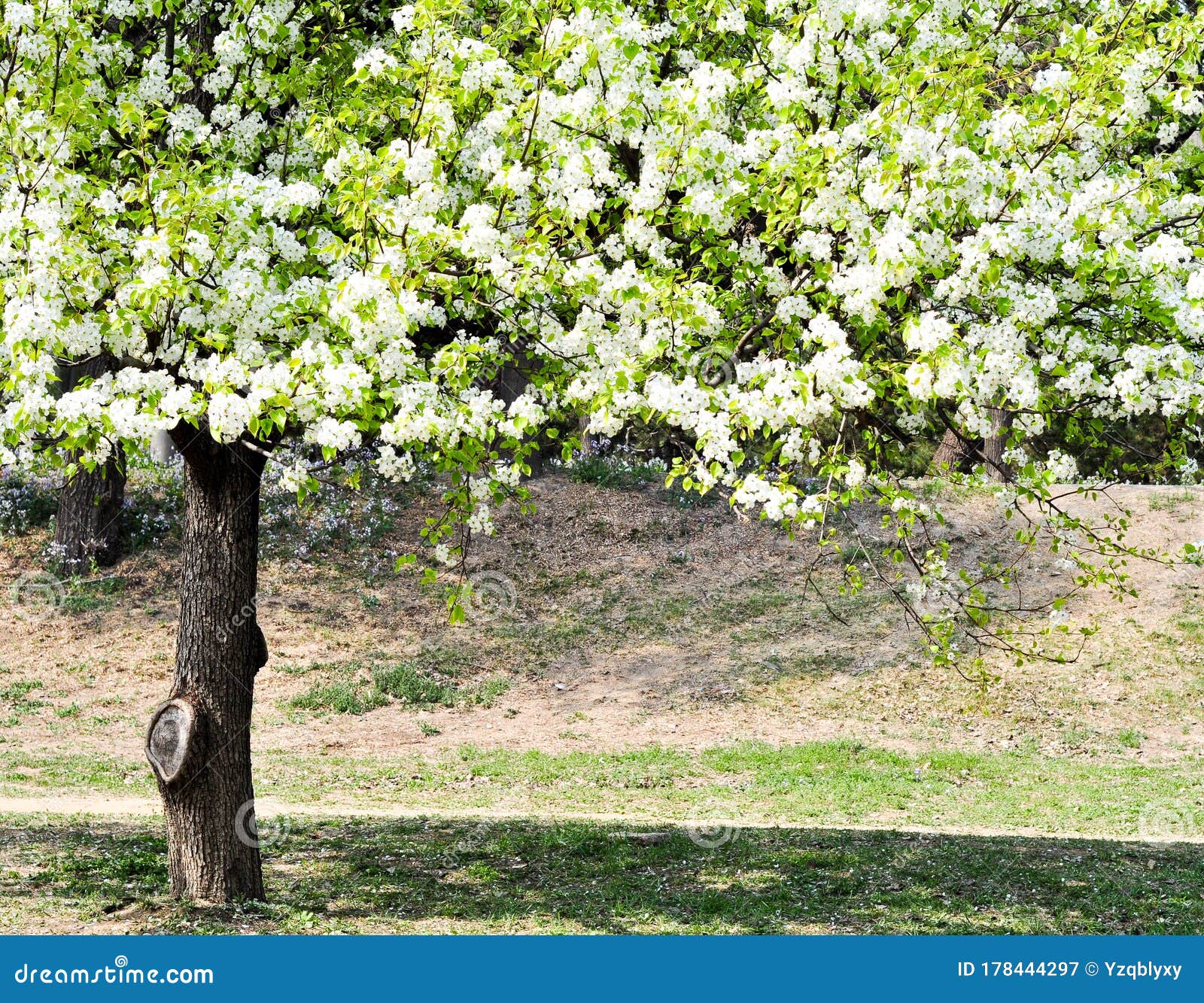 Pear tree blossom stock image. Image of bouquet, nature - 178444297