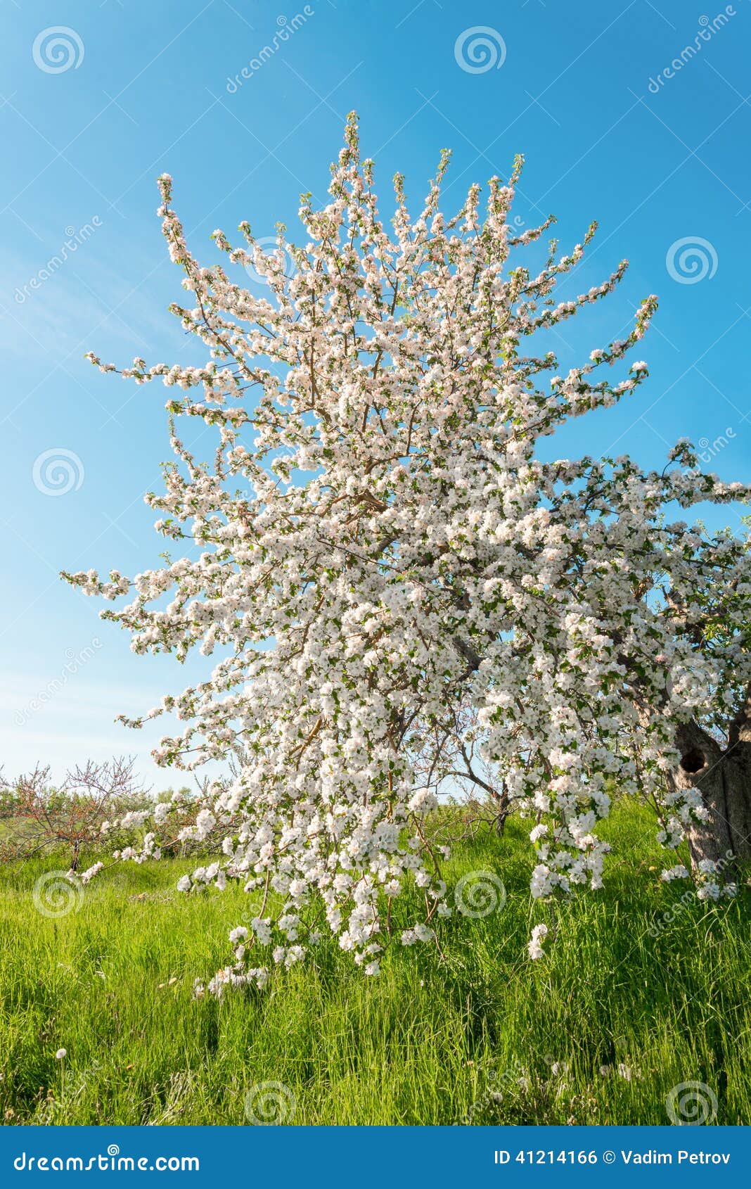 Pear Tree Blossom in Spring Stock Photo - Image of growing, valley ...