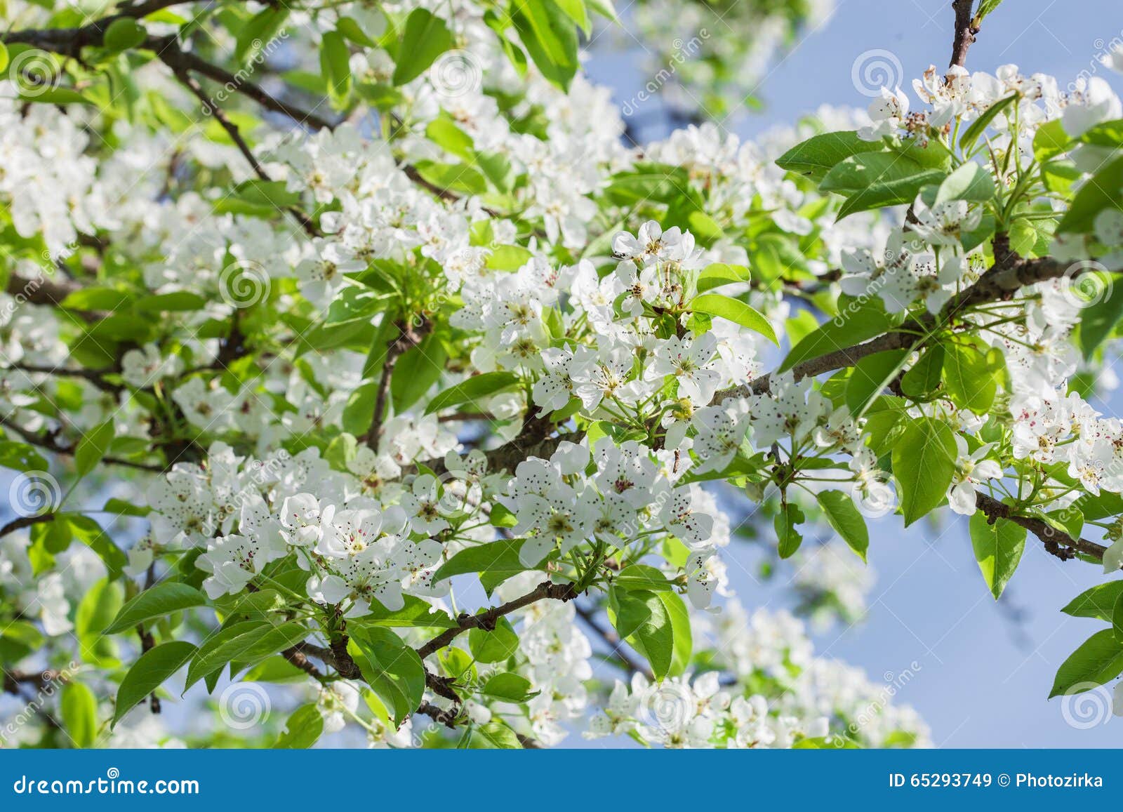 Pear Tree Blossom in Spring Stock Image - Image of blossoming, fruit ...