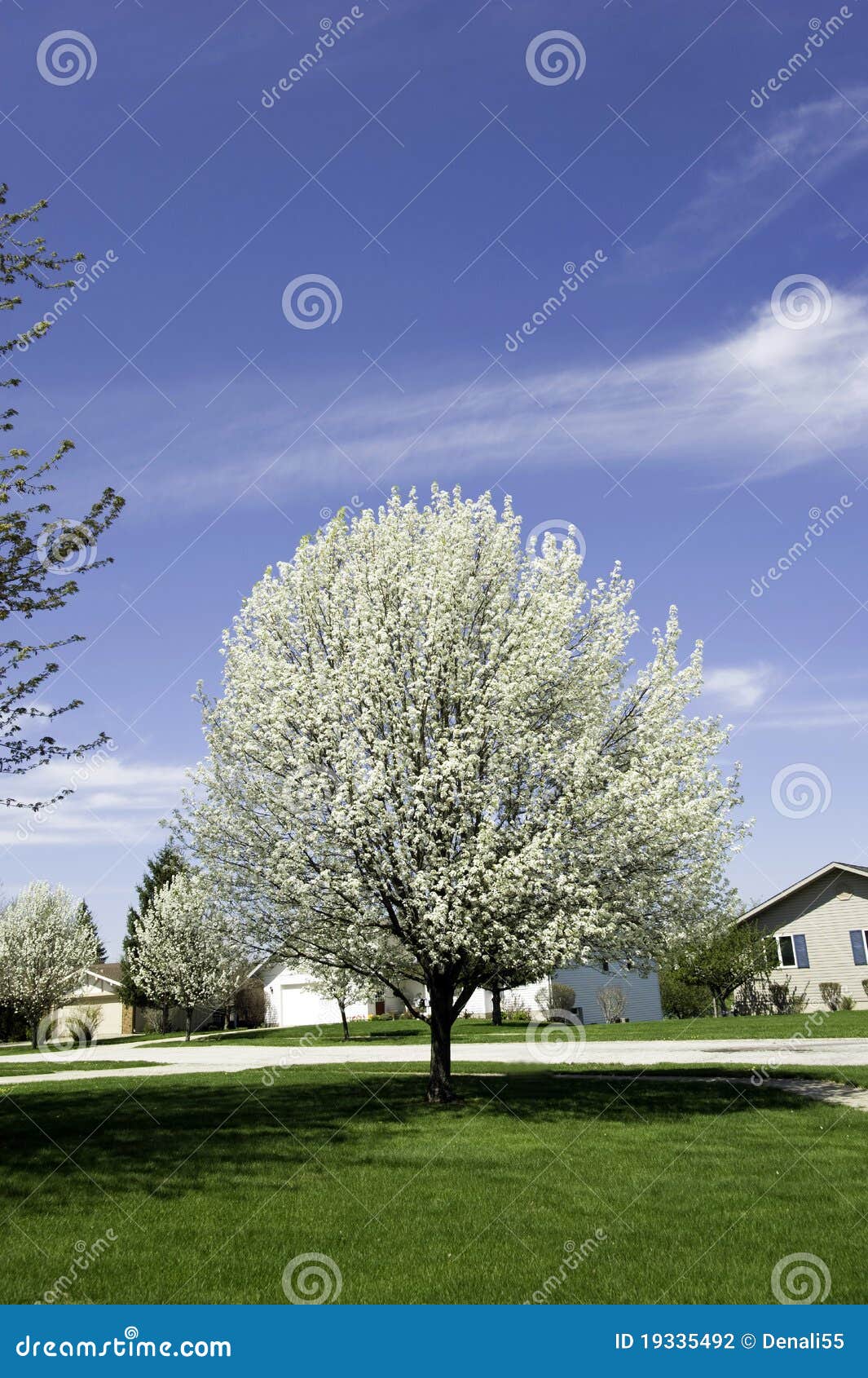 Pear tree with blossoms stock photo. Image of urban, pear - 19335492
