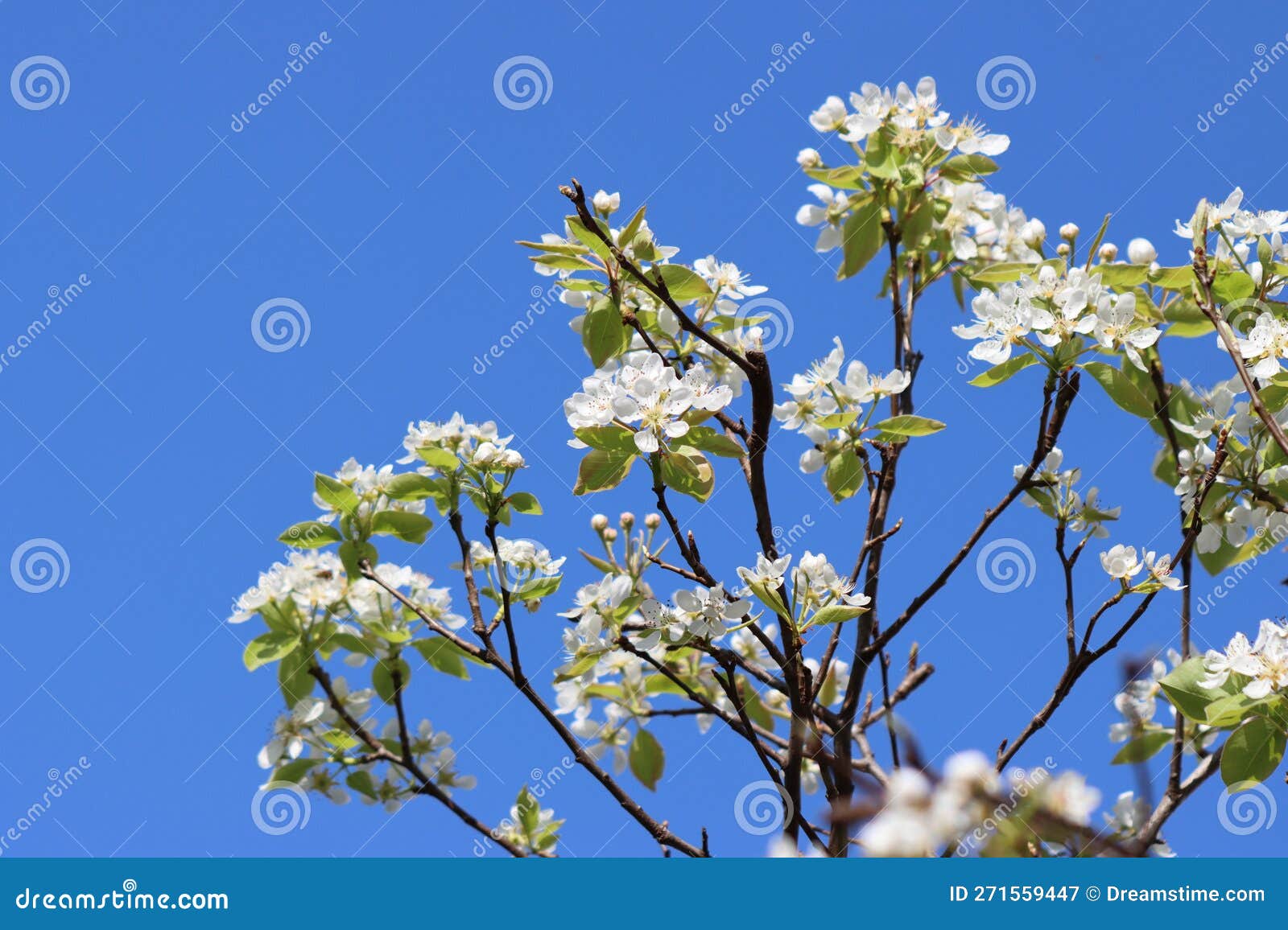 Pear Tree Blossoms on Blue Sky Background Stock Image - Image of ...