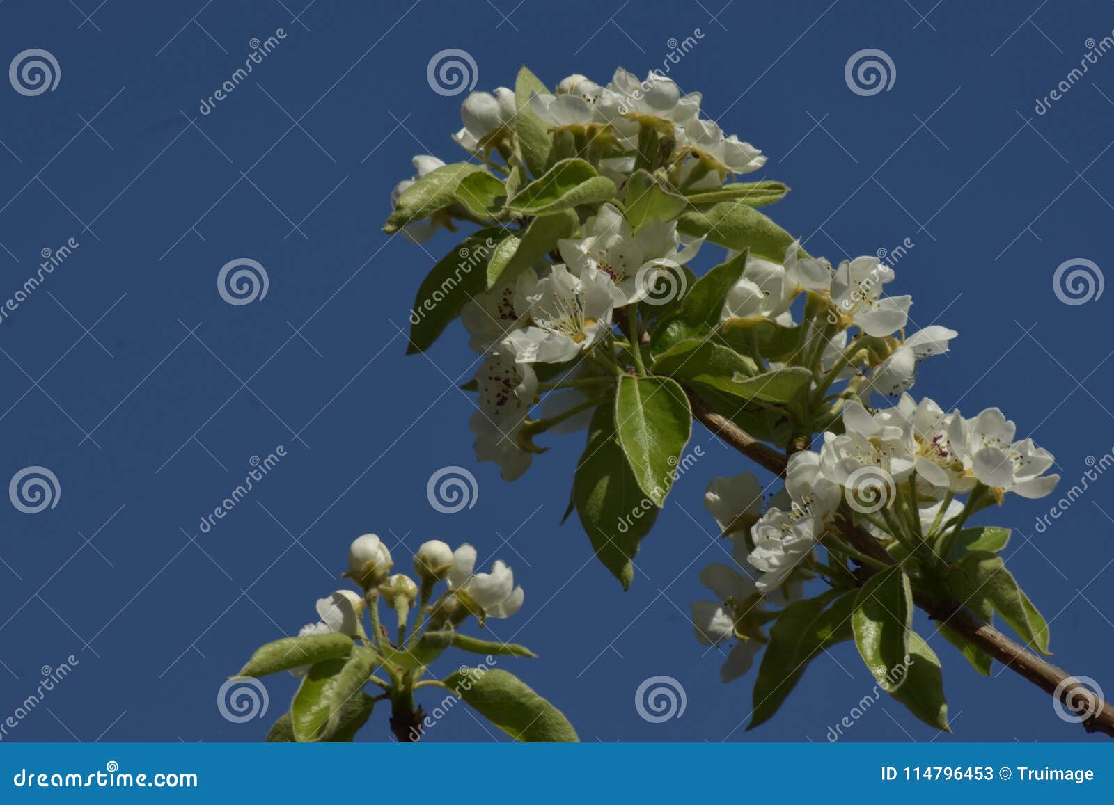 Pear Tree Blossoms Branches Stock Image - Image of leaves, nature ...