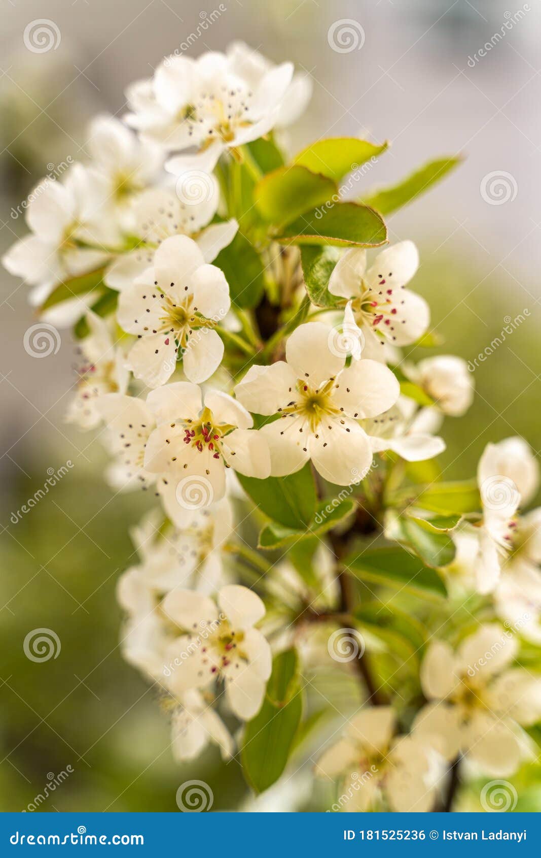Pear tree blossoms stock photo. Image of blossoms, blooming - 181525236