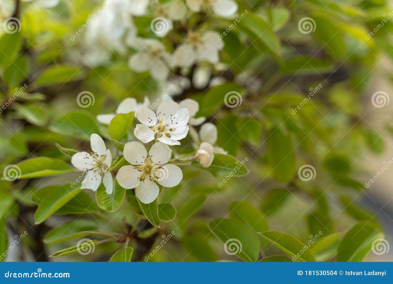 Pear tree blossoms stock photo. Image of botany, garden - 181530504