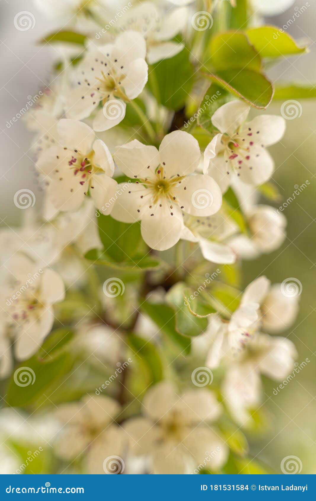 Pear tree blossoms stock photo. Image of fruit, gardening - 181531584