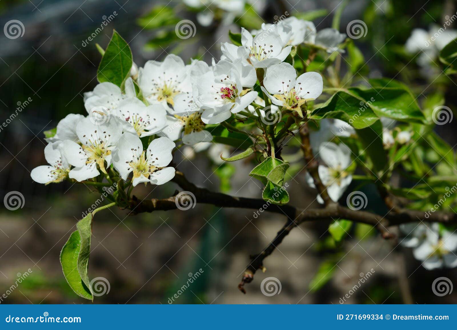 Pear Tree Blossoms Picture. Flowering Pear Tree in Springtime Stock ...