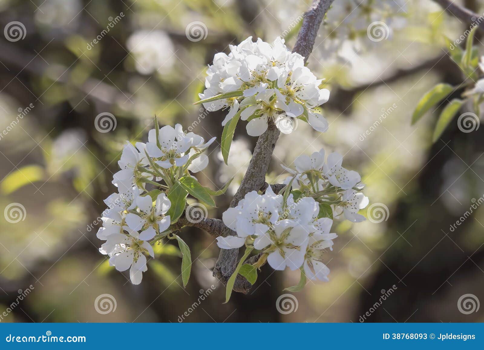Pear Tree Blossoms in Spring Stock Image - Image of flowers, closeup ...