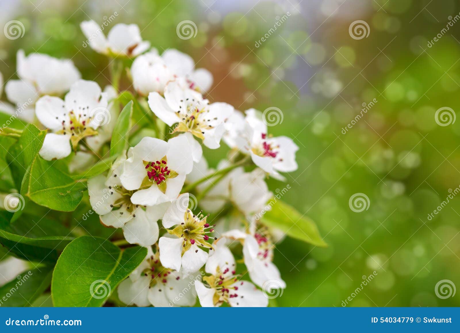 Pear tree blossoms. stock image. Image of floral, leaf - 54034779