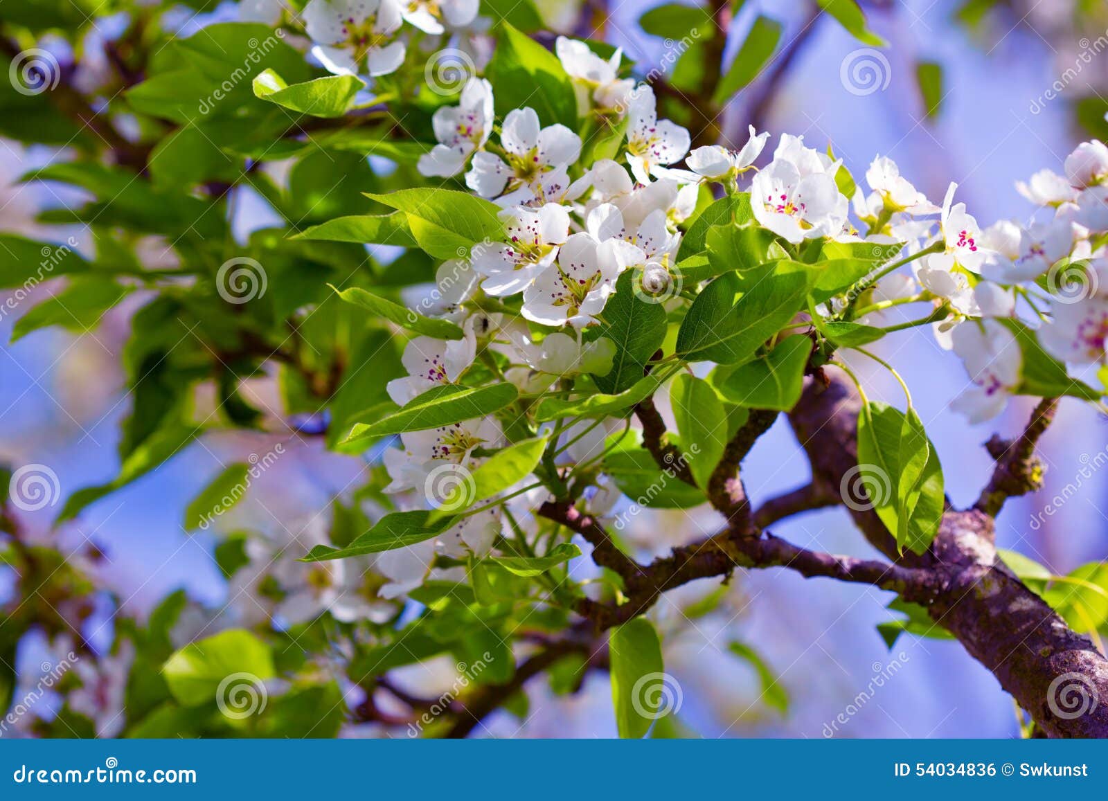 Pear tree blossoms. stock photo. Image of spring, blooming - 54034836