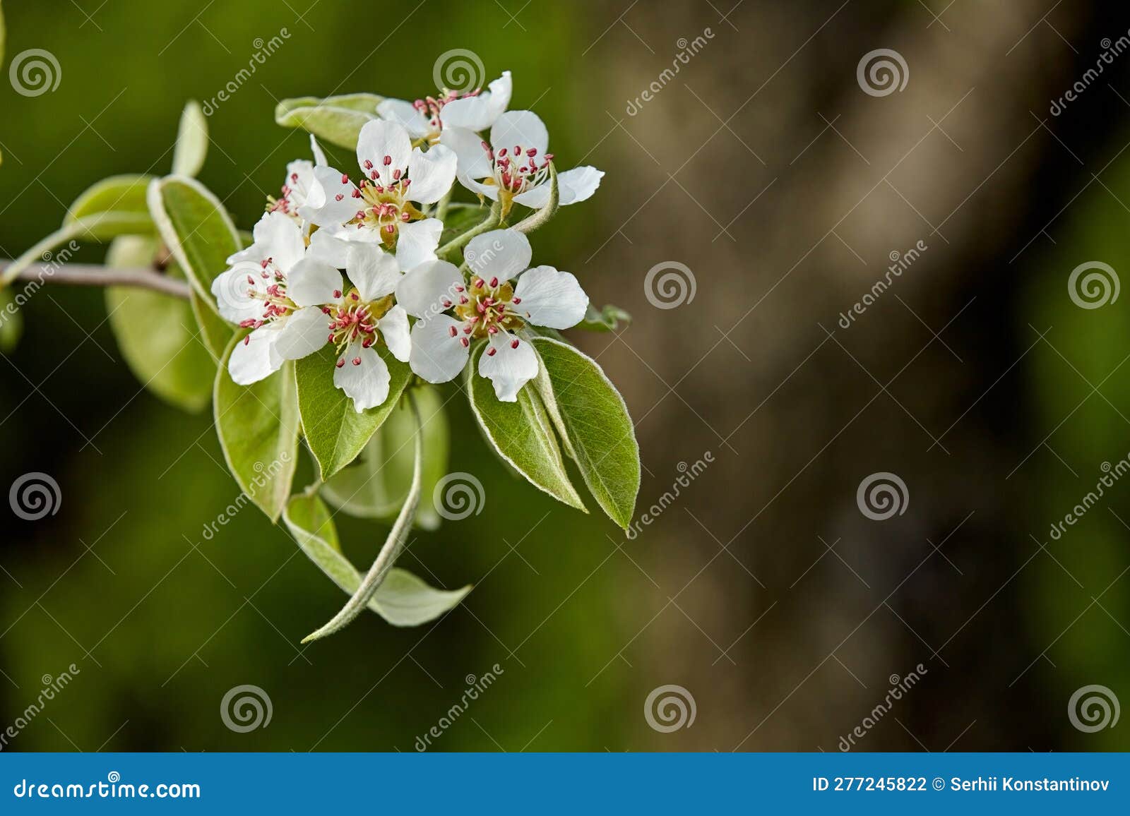 A Pear Tree Branch with Blooming White Flowers in Spring on a Blurry ...