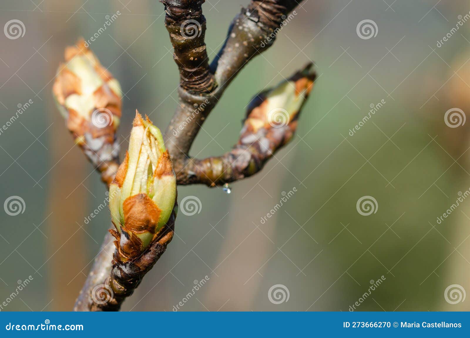 Pear Tree Branch with Buds Sprouting with the Background Out of Focus ...