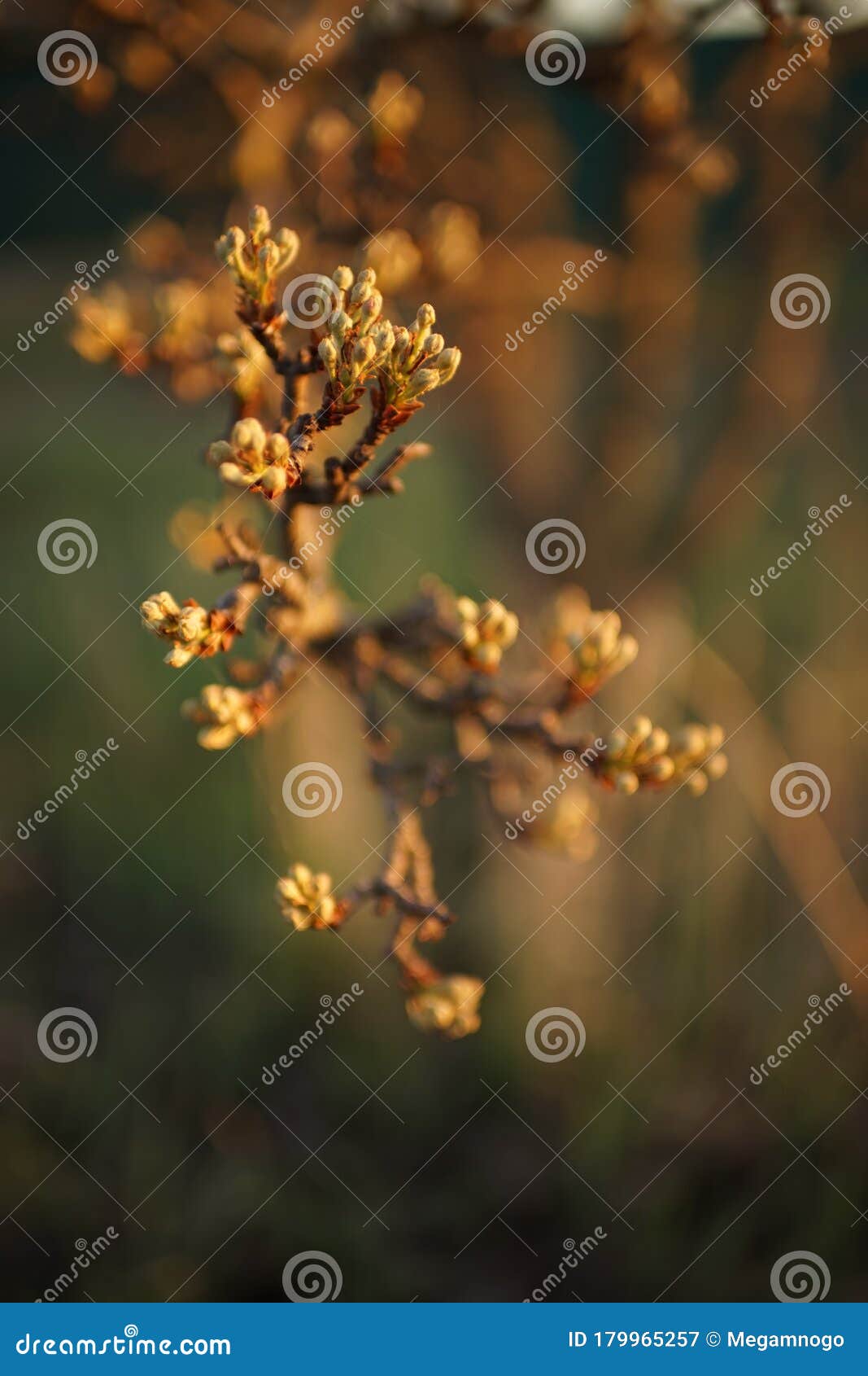 Pear Tree Branch Closeup at Sunset. Nature in Spring Stock Image ...
