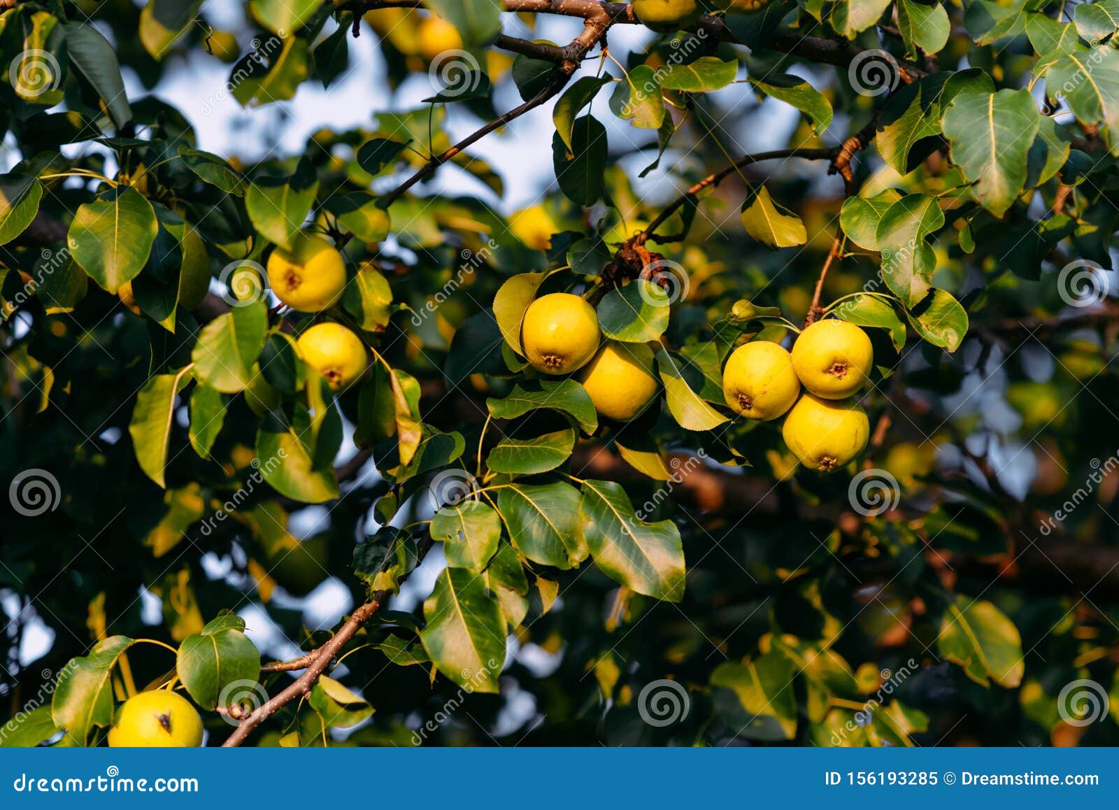 Pears on a Branch in the Sun Stock Image - Image of freshness, growth ...