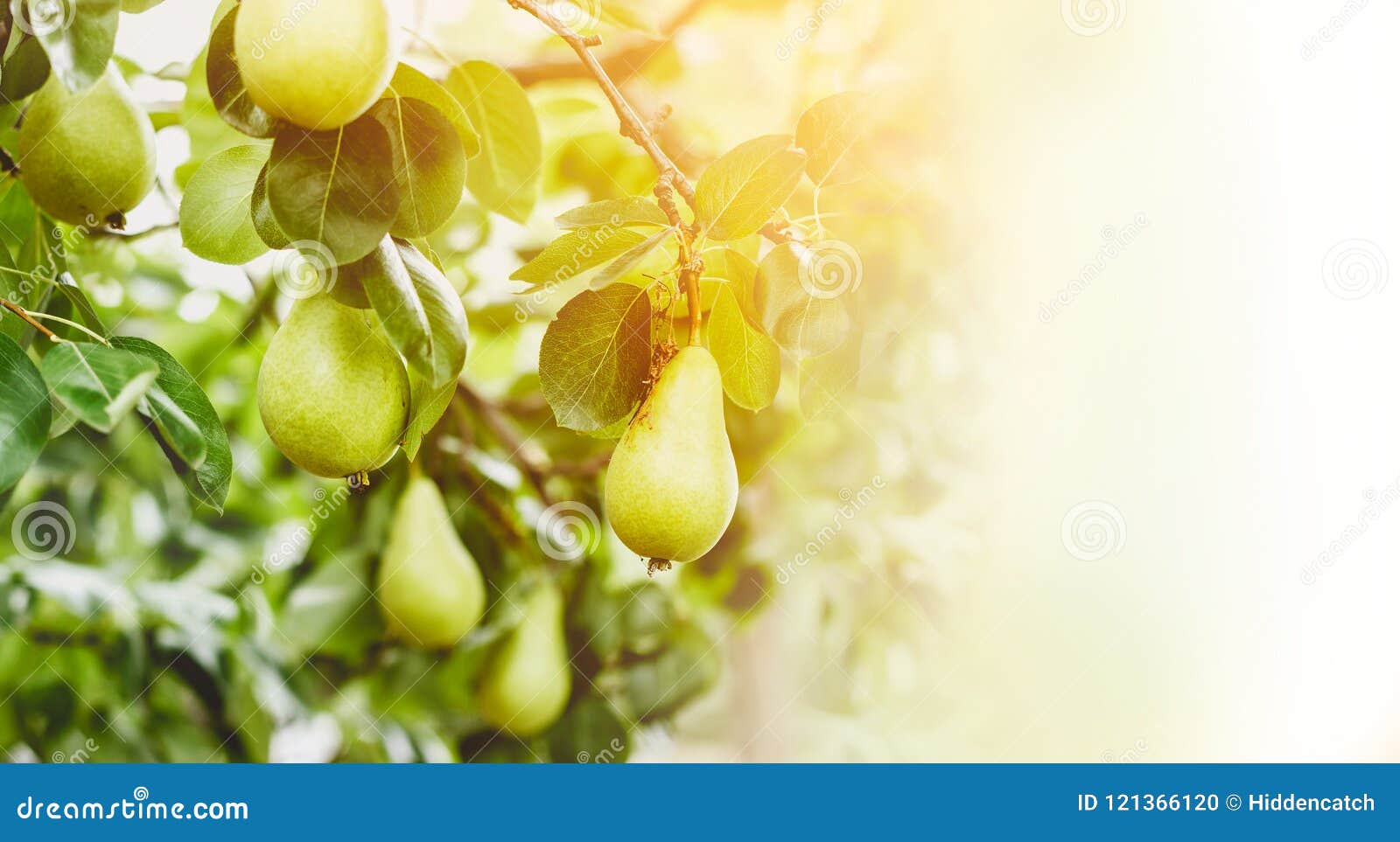 Pear Tree Branch Full of Fruits, on Sunset; with Copy Space Stock Photo ...