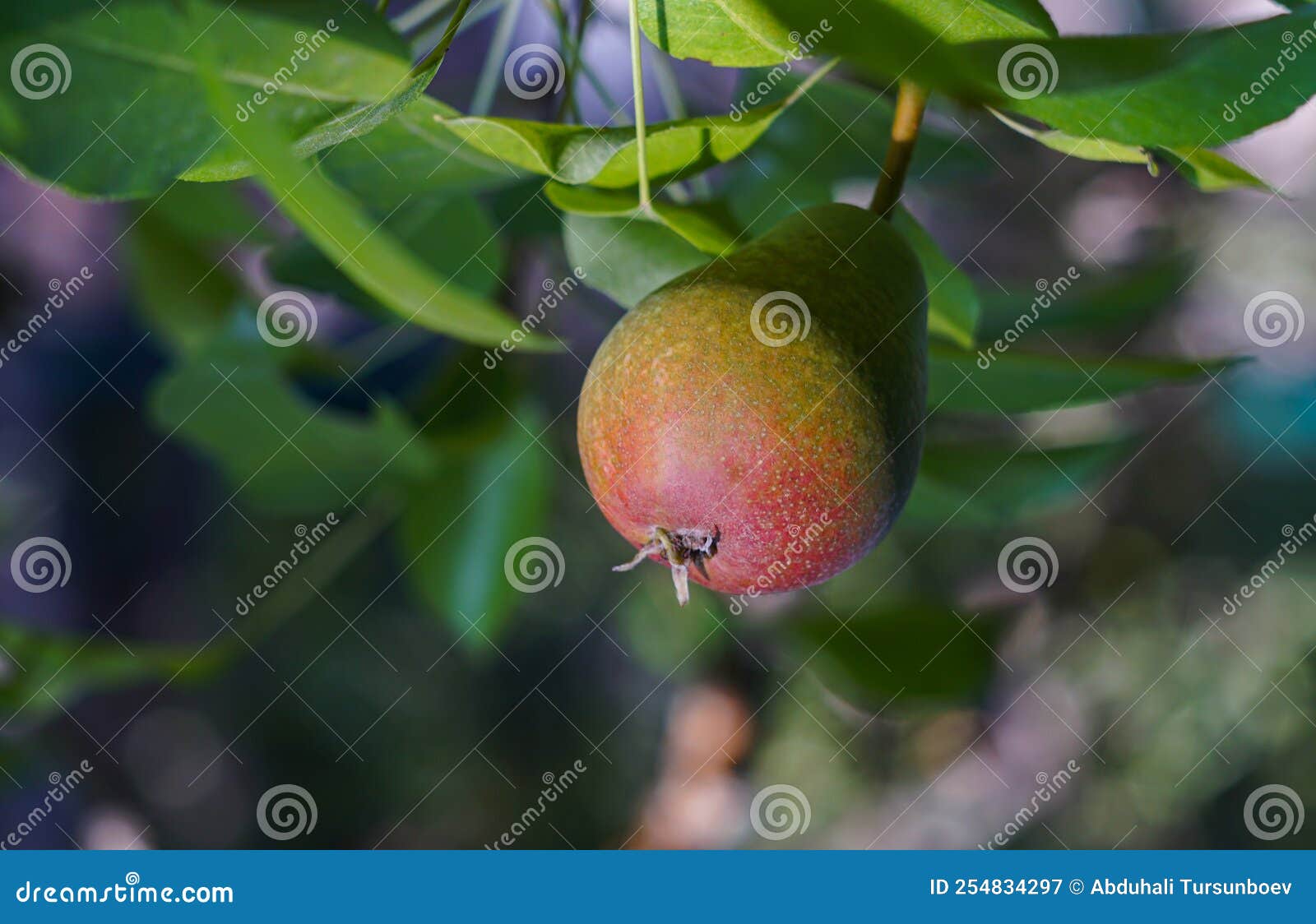 A pear on a tree branch stock image. Image of freshness - 254834297