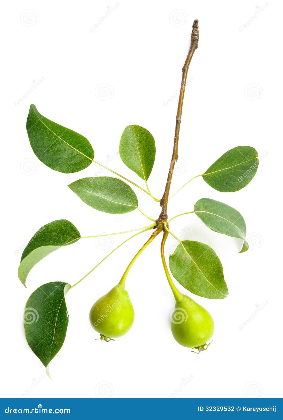 Pear Tree Branch with Leaves and Pears Stock Photo - Image of healthy ...