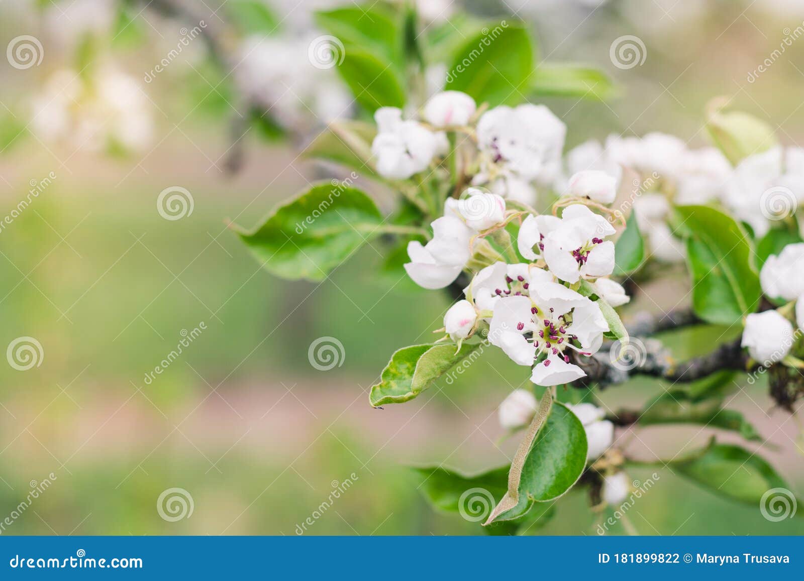 Pear Tree Branch with White Flowers in Spring Garden, Selective Focus ...