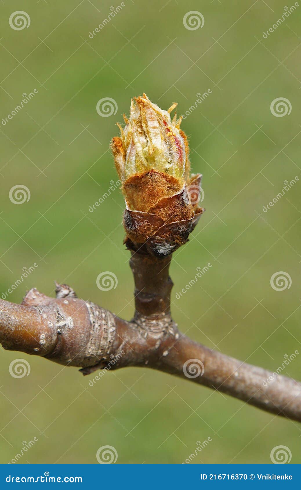 Pear Tree Branches with Buds Stock Photo - Image of pear, garden: 216716370