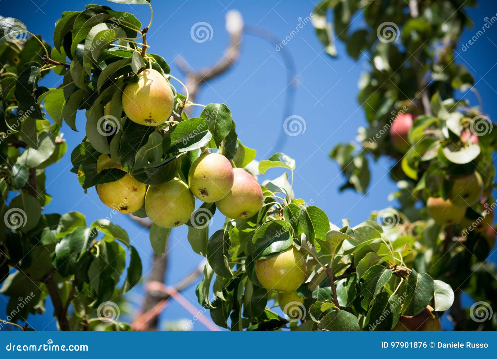Pear tree branches stock photo. Image of nature, branch - 97901876