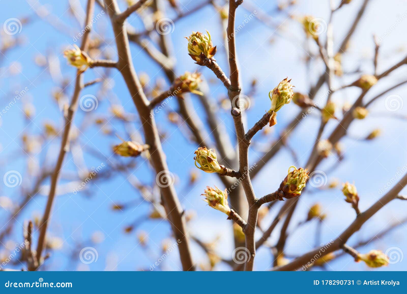 Pear Tree Buds on a Blue Sky Background Stock Image - Image of ...