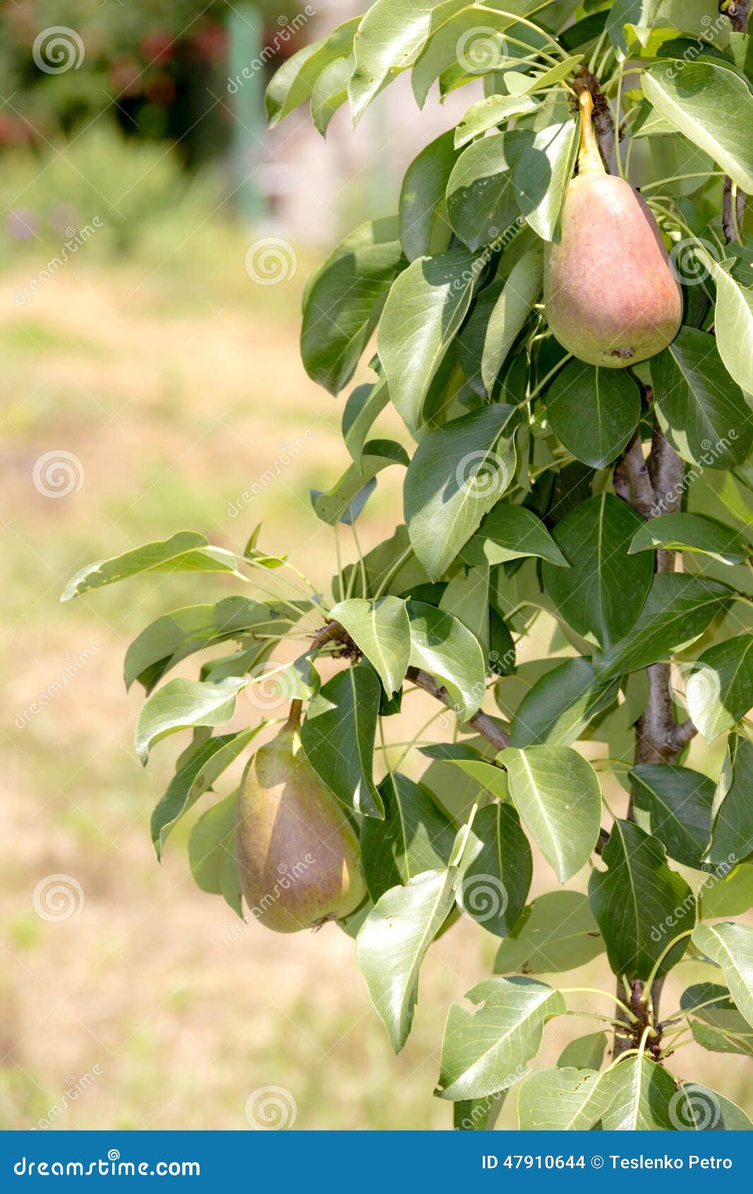 Pear tree stock photo. Image of nature, close, branch - 47910644