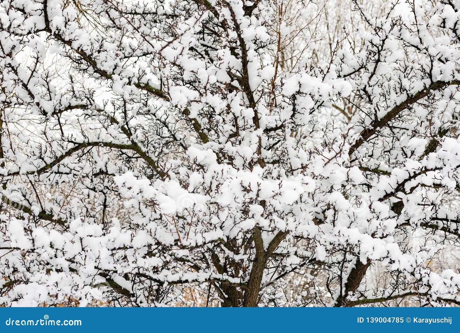 Pear Tree with Snow in Winter Stock Image - Image of cool, forest ...