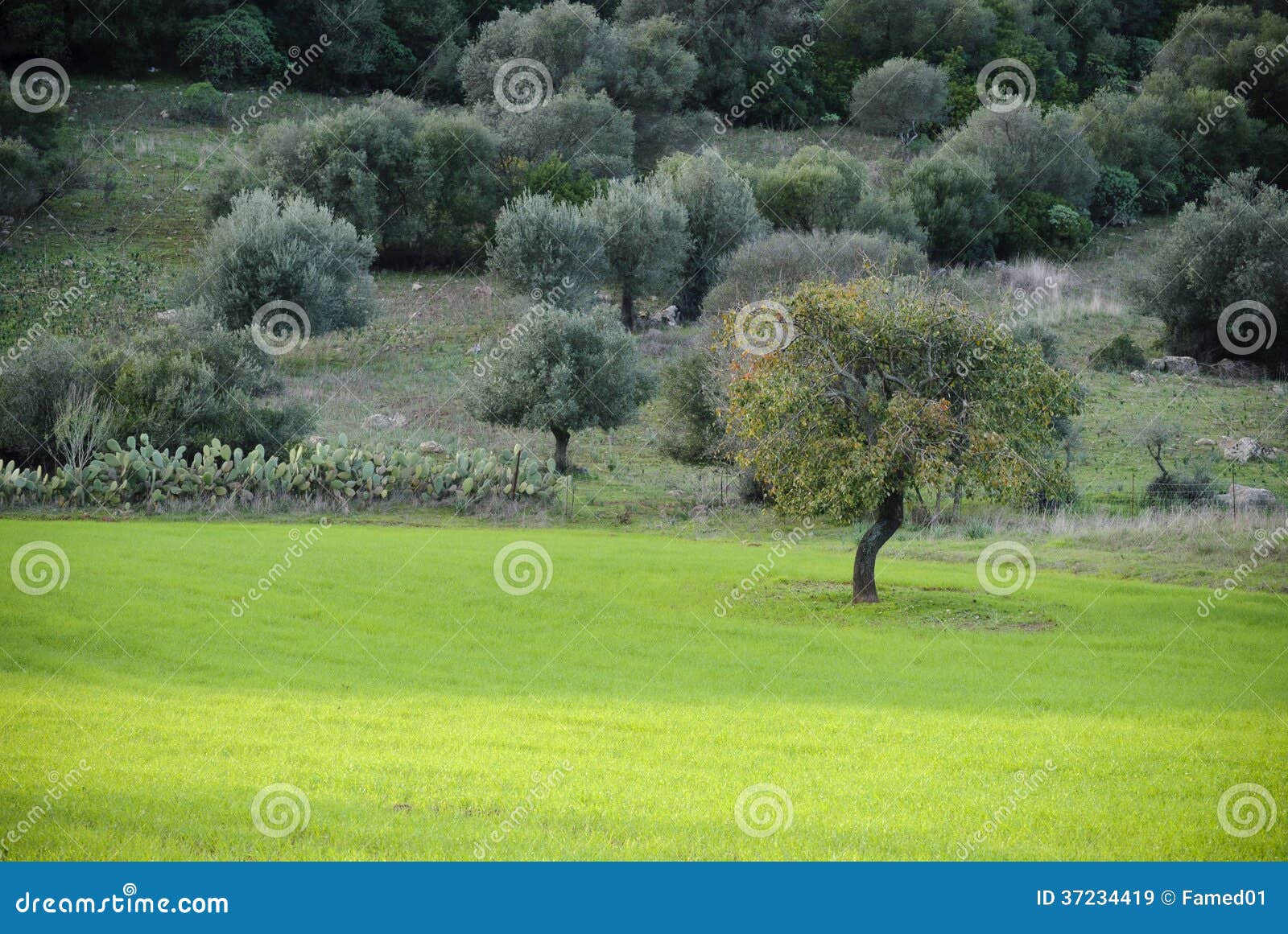 Pear tree stock image. Image of meadow, meditation, colorful - 37234419