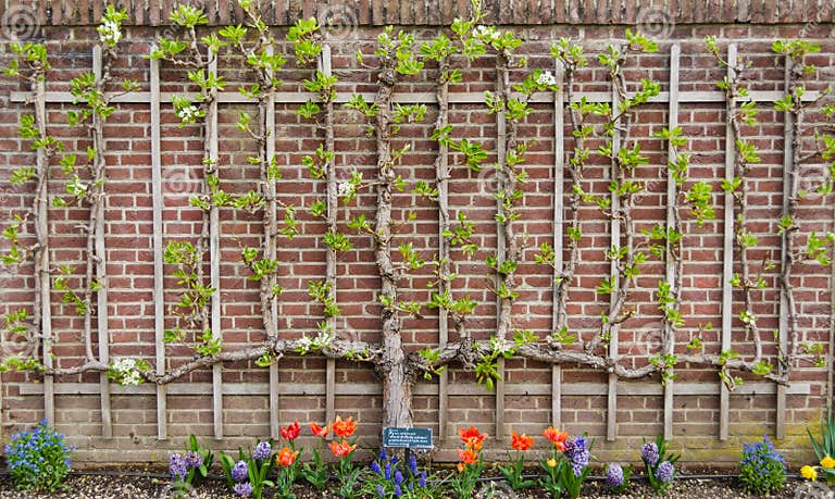 A Pear Tree Espaliered into a Cordon Stock Image - Image of ...