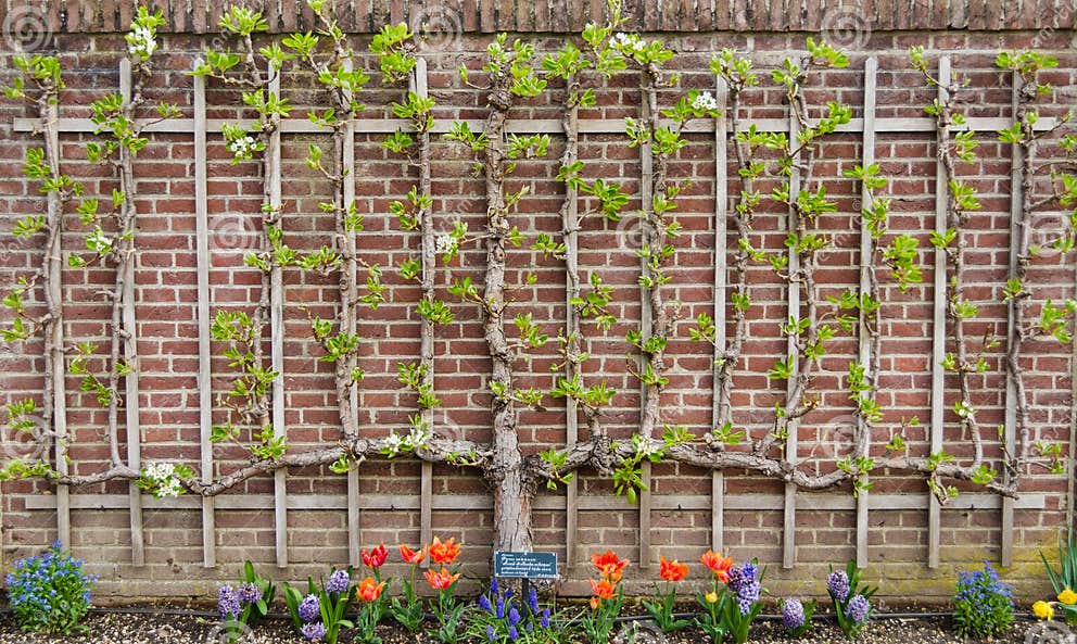 A Pear Tree Espaliered into a Cordon Stock Image - Image of ...