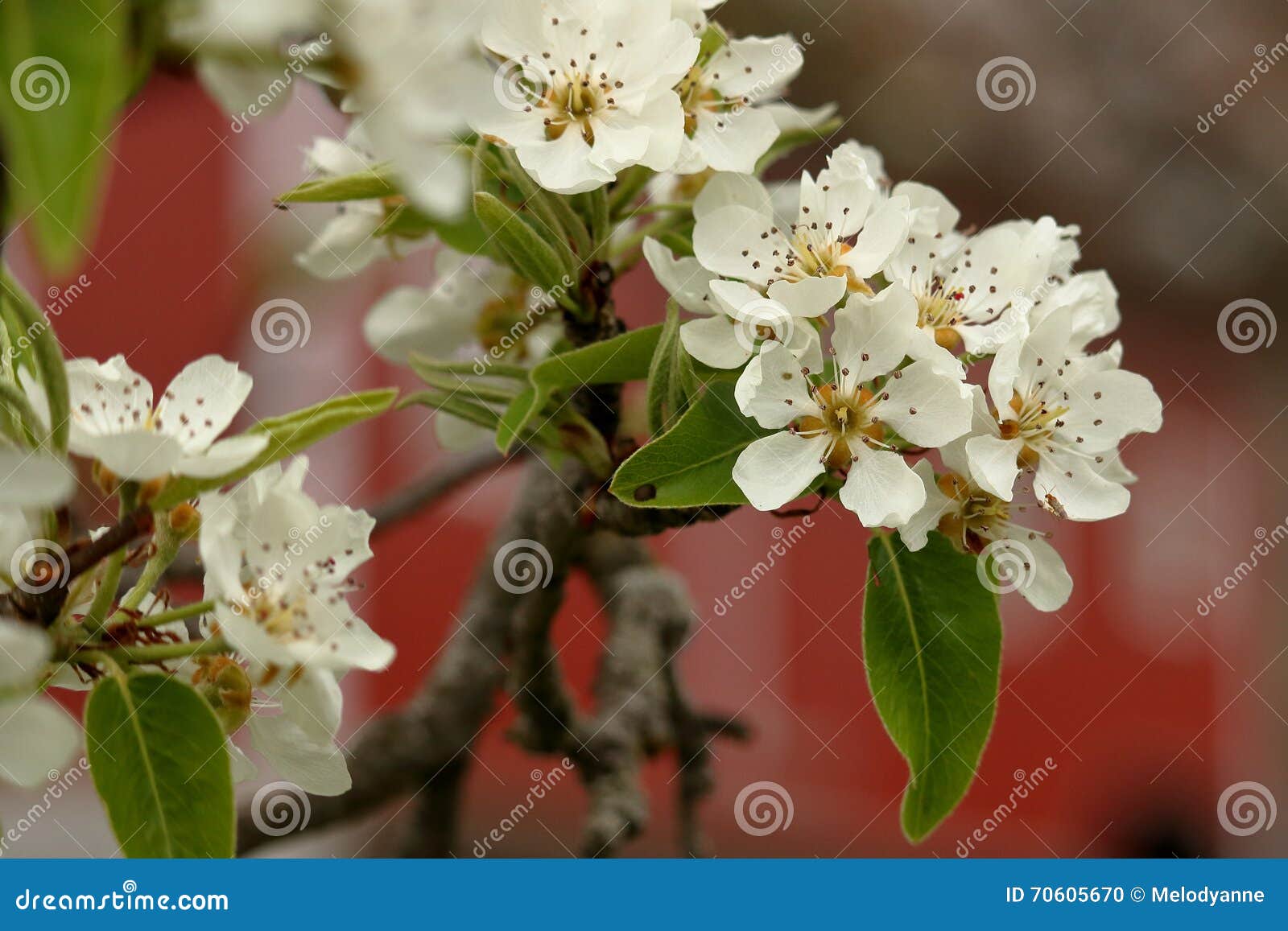 Pear Tree on the Farm stock photo. Image of pear, tree - 70605670