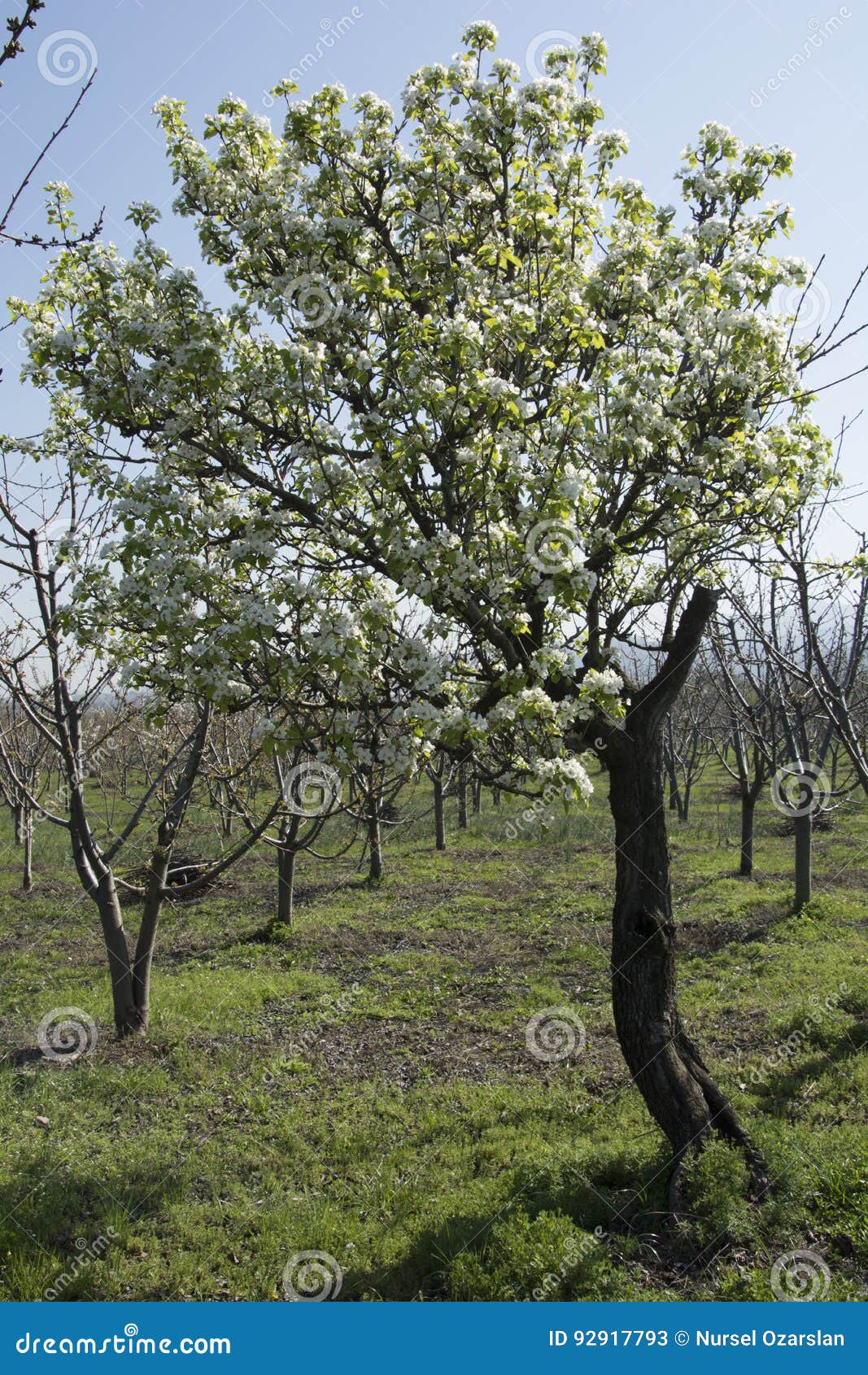 Pear tree stock image. Image of natural, bloom, pear - 92917793