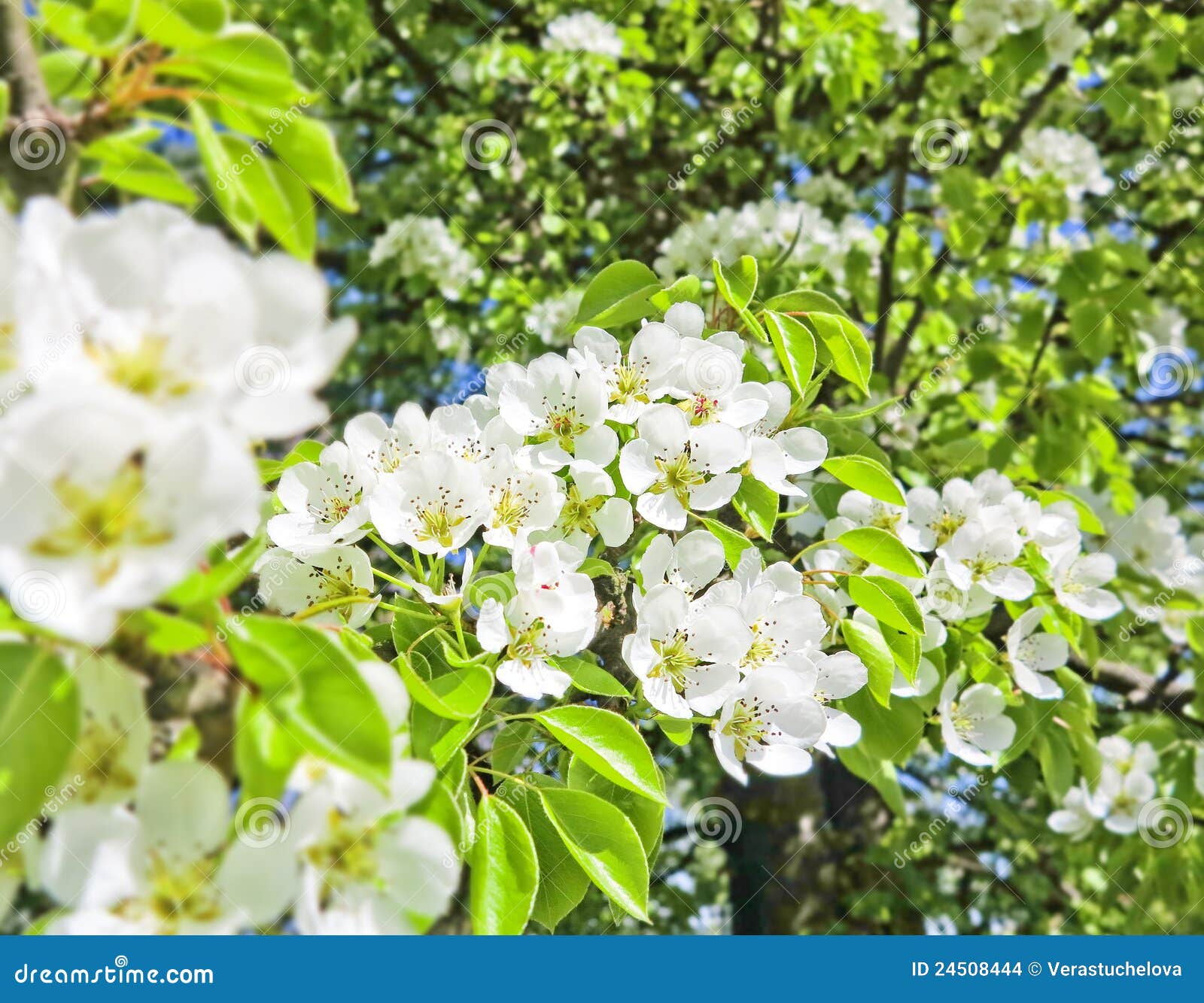 Pear tree with flowers stock photo. Image of blossom - 24508444