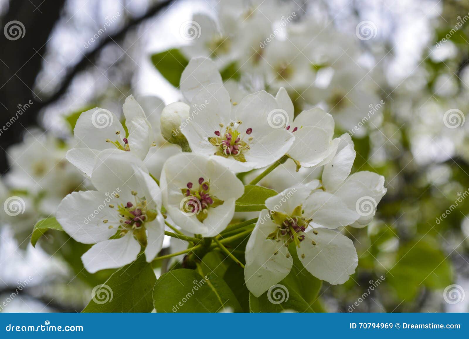 Pear tree flowers stock image. Image of white, pear, blossom - 70794969