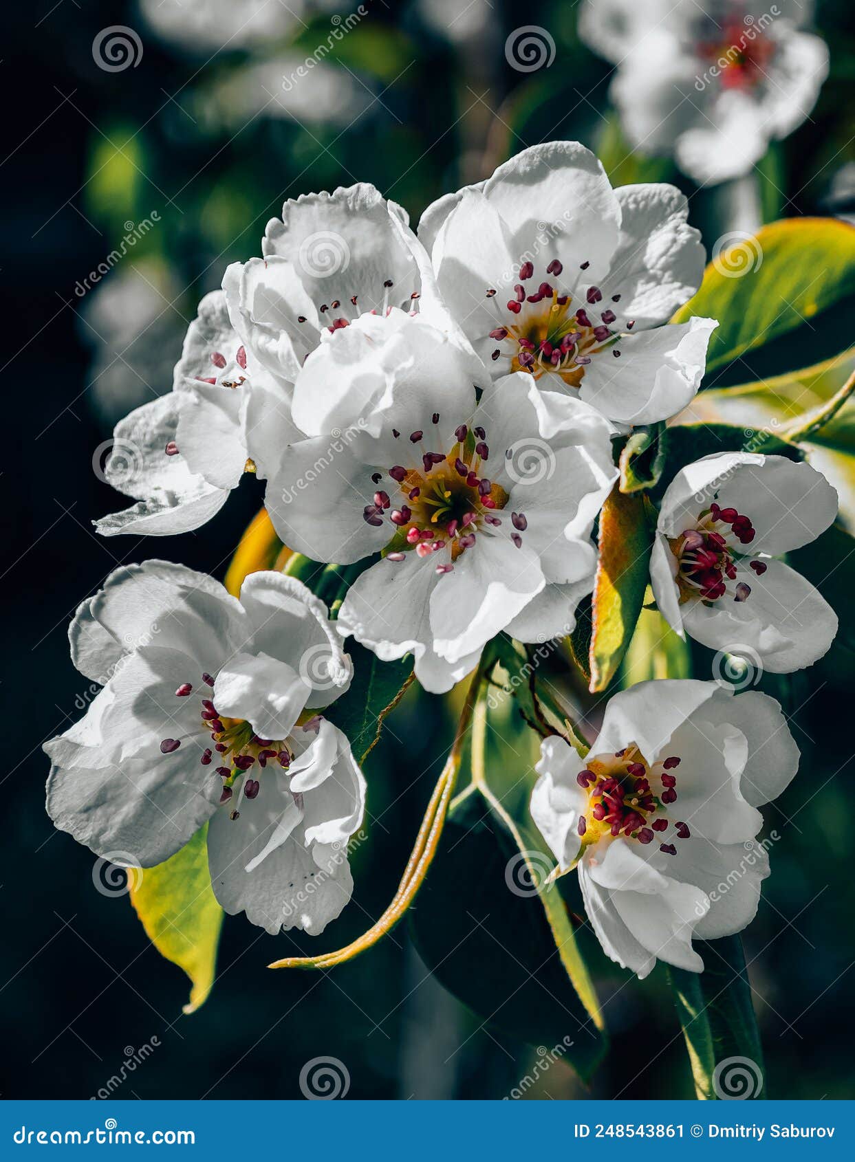 Pear Tree Flowers on a Branch Stock Image - Image of floral, outdoor ...